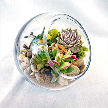 Glass Terrarium With 3 live Plants DIY Kit- Full Moon Glass Small ...