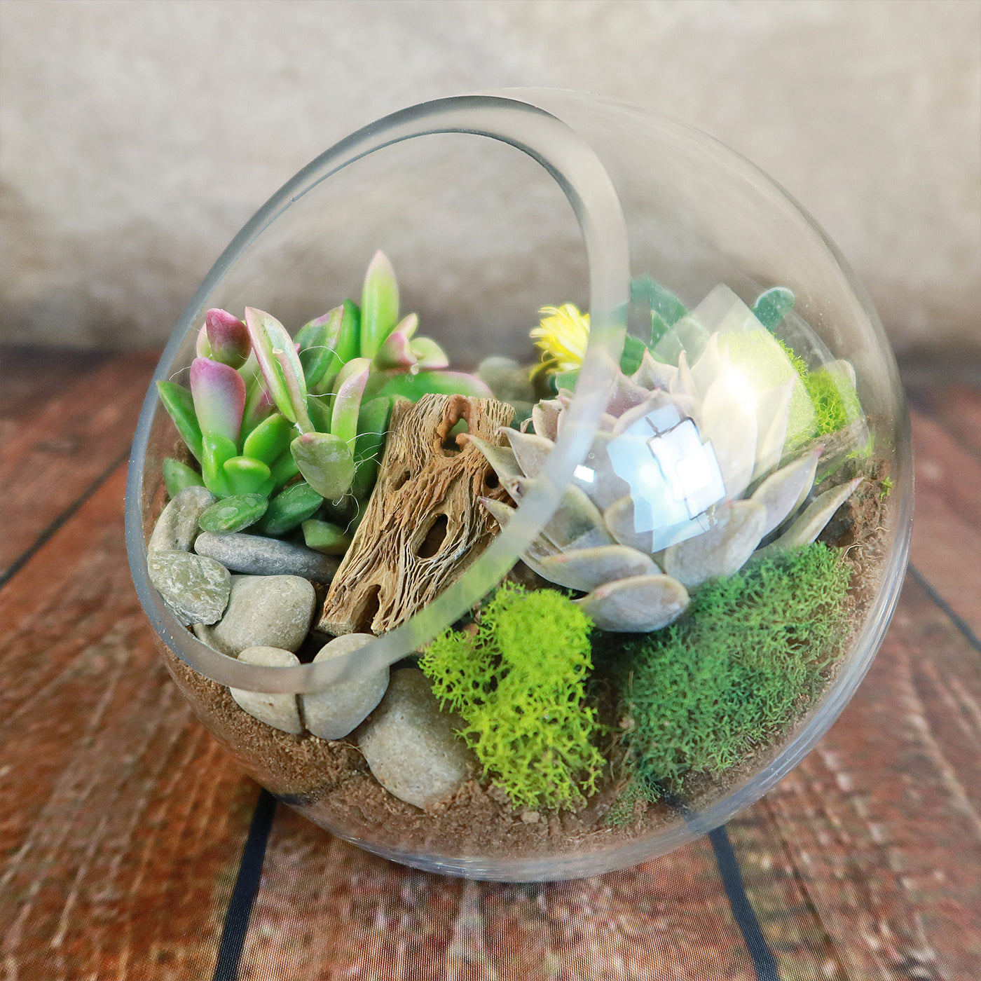 Glass Terrarium With 3 live Plants DIY Kit- Full Moon Glass Small ...