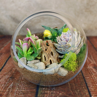 Glass Terrarium With 3 live Plants DIY Kit- Full Moon Glass Small ...