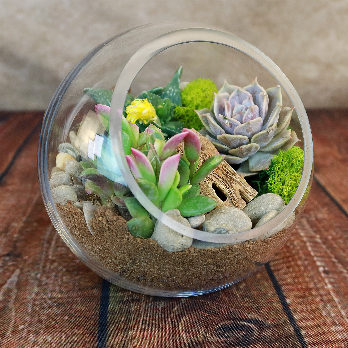 Glass Terrarium With 3 live Plants DIY Kit- Full Moon Glass Small ...