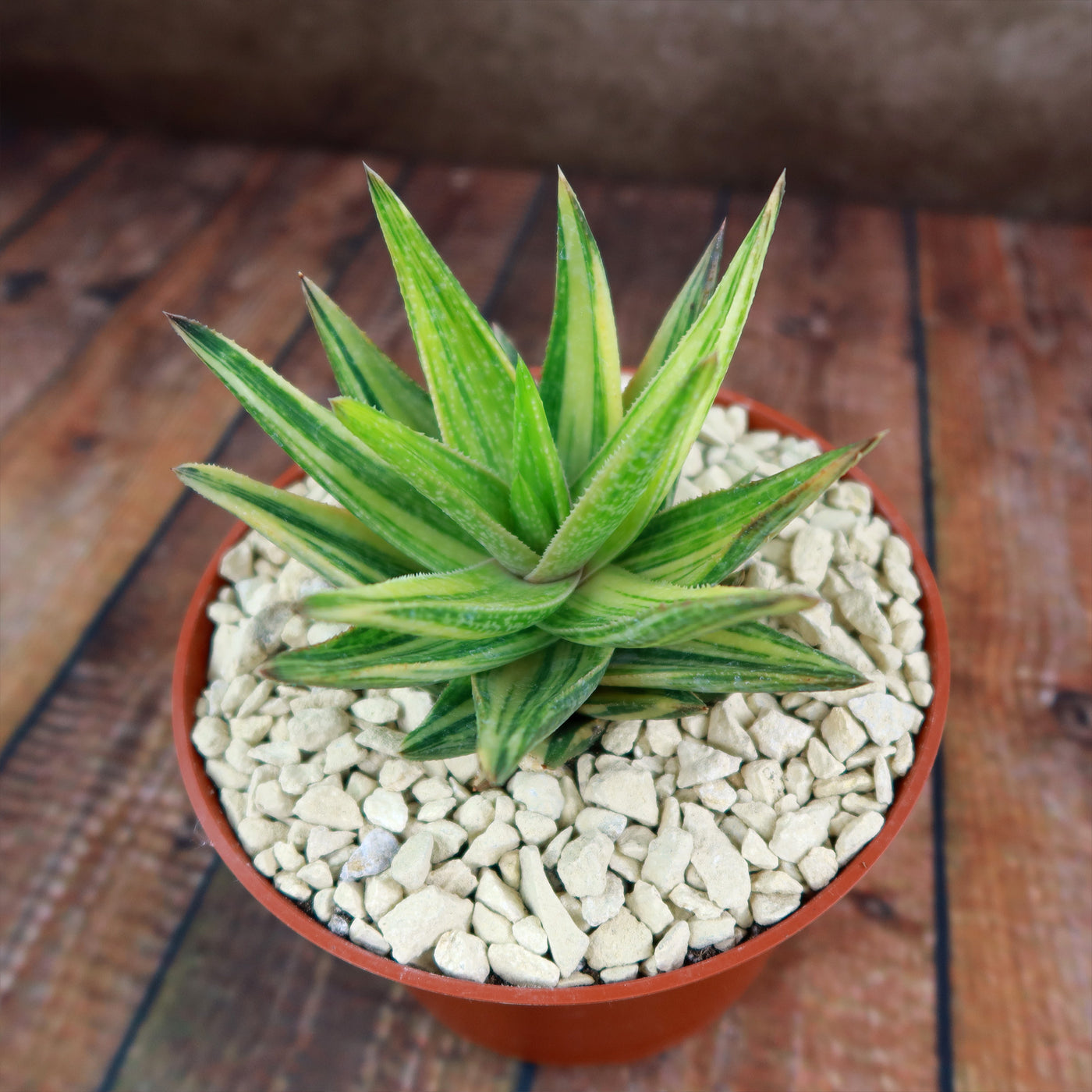 Buy Gasteraloe Variegata Online | Best Indoor Succulent | Planet Desert