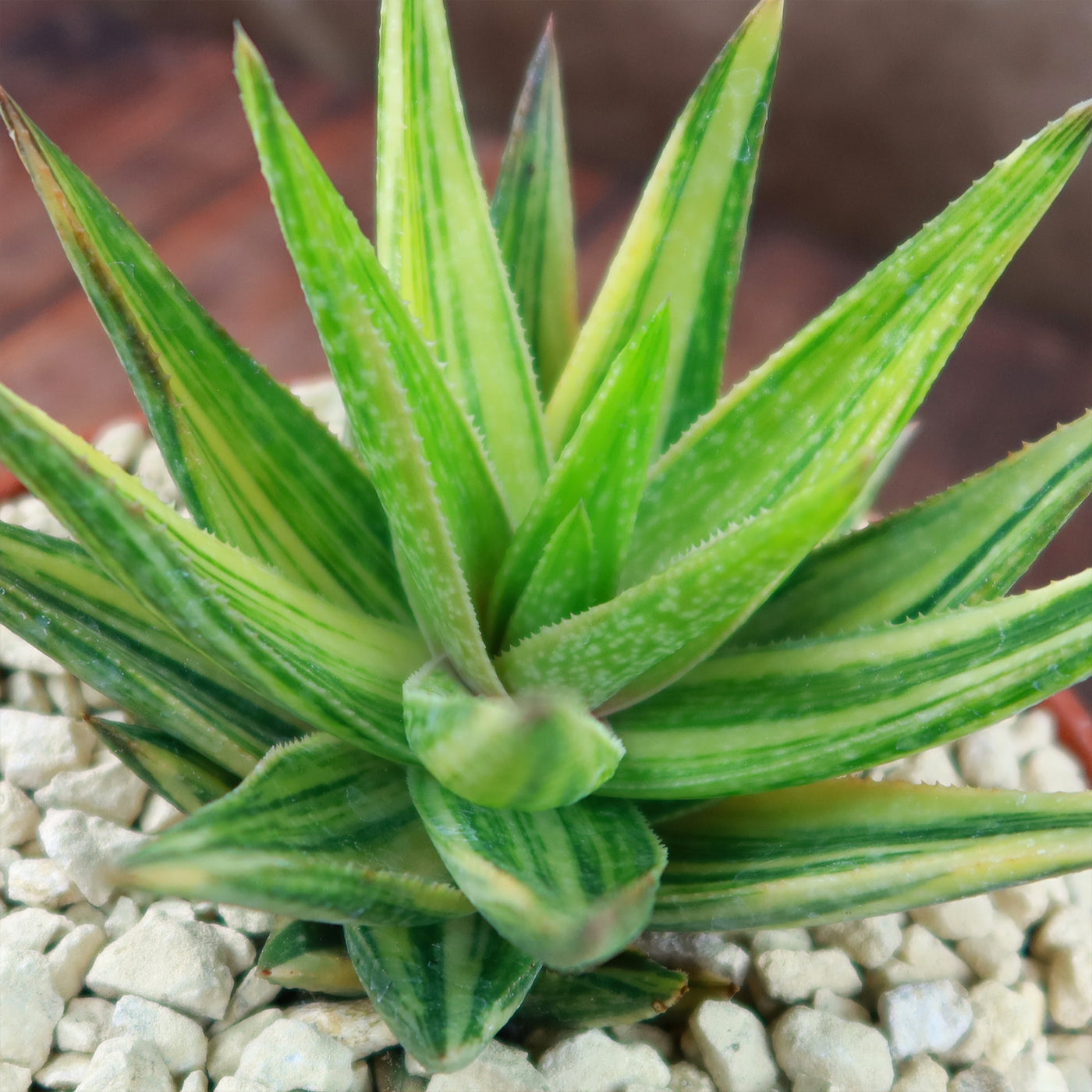 Buy Gasteraloe Variegata Online | Best Indoor Succulent | Planet Desert