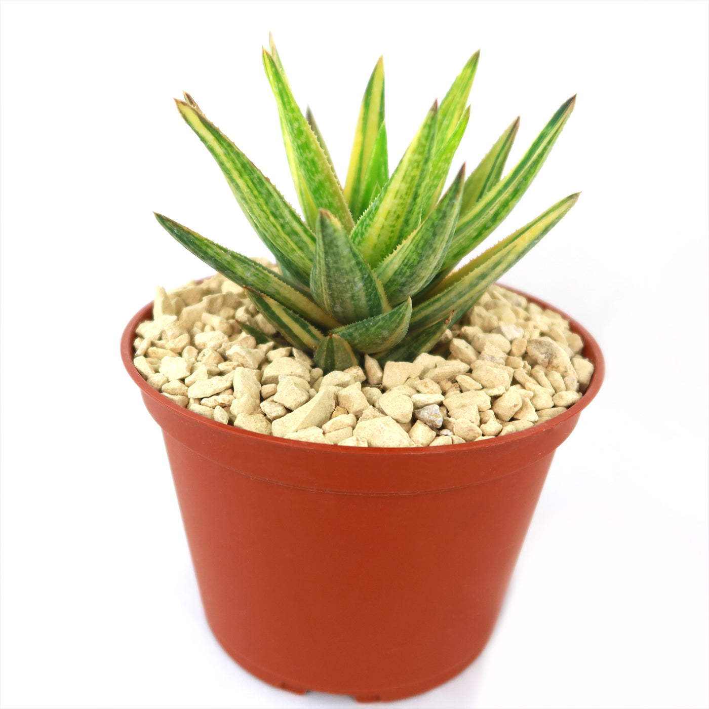 Buy Gasteraloe Variegata Online | Best Indoor Succulent | Planet Desert