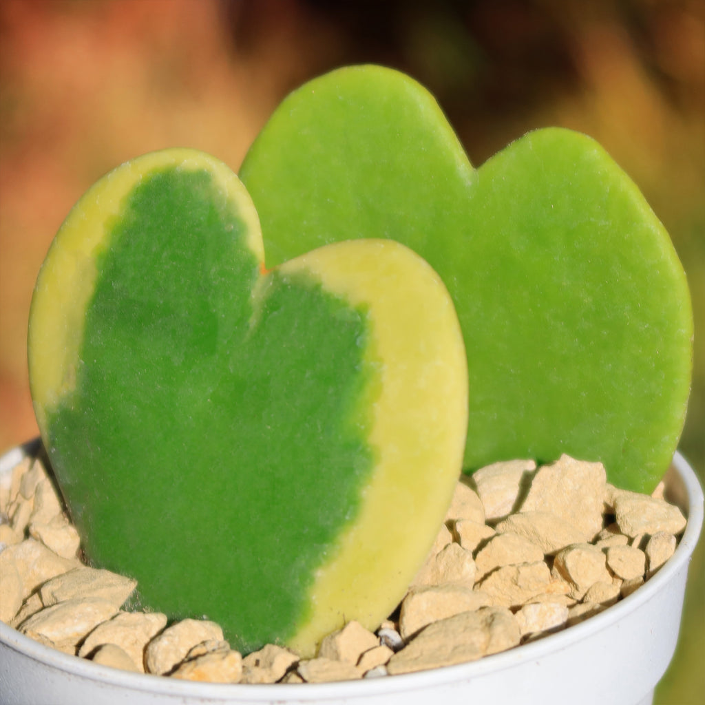 Shop 'Hoya Heart Plant - Hoya kerrii’ Lovers Day Valentines Gift ...