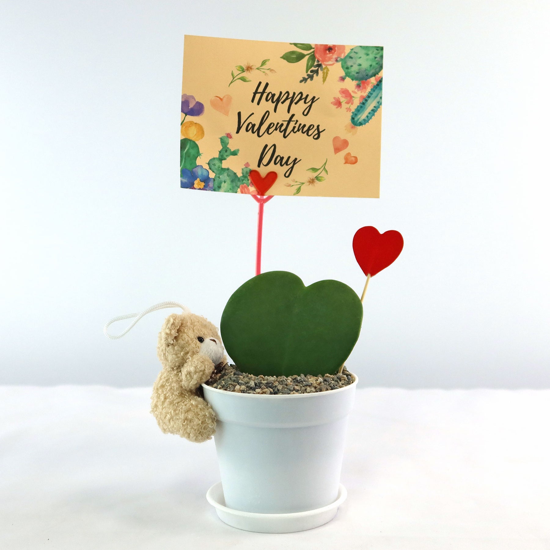 Valentine Heart Plant with Teddy Bear - Perfect Long Distance ...
