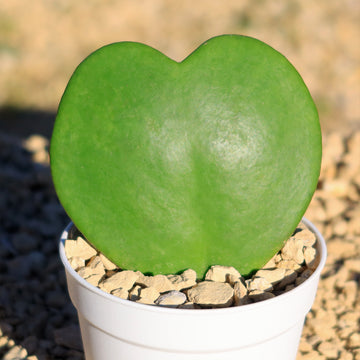 Shop 'Hoya Heart Plant - Hoya kerrii’ Lovers Day Valentines Gift ...