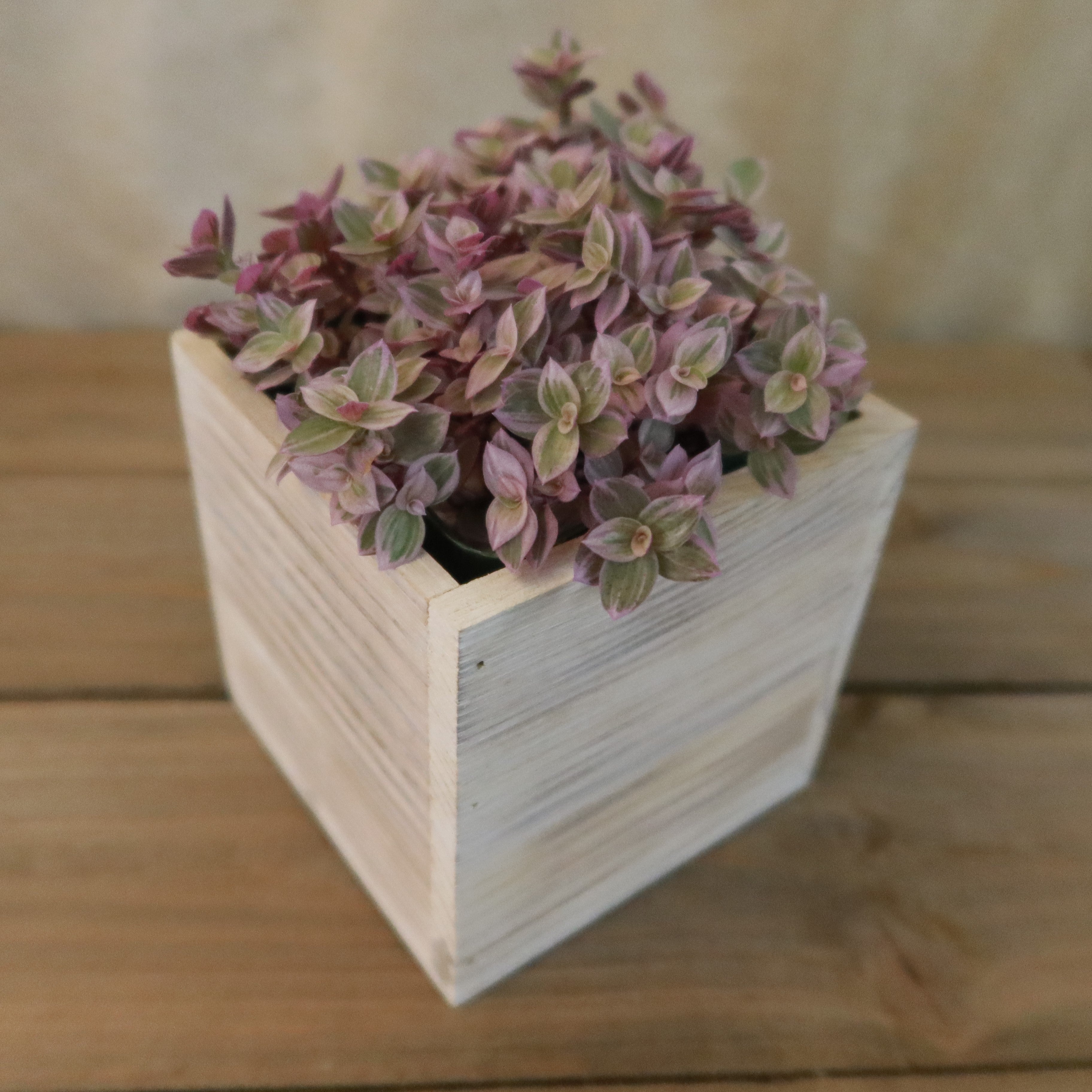 White Washed Wine Crate Box – Planet Desert