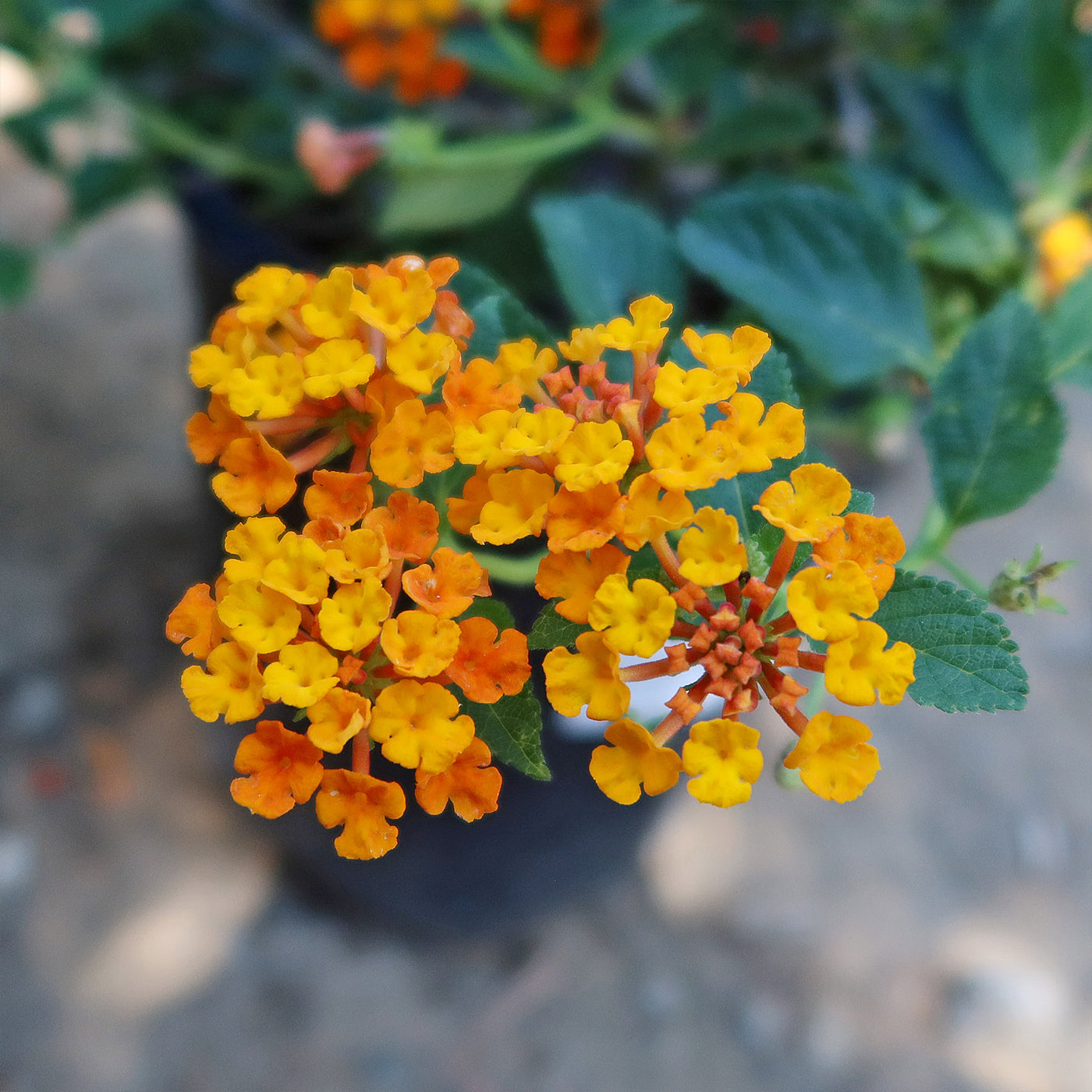 Shop ‘Lantana Radiation Plant’ Care & Growing Guide | Planet Desert