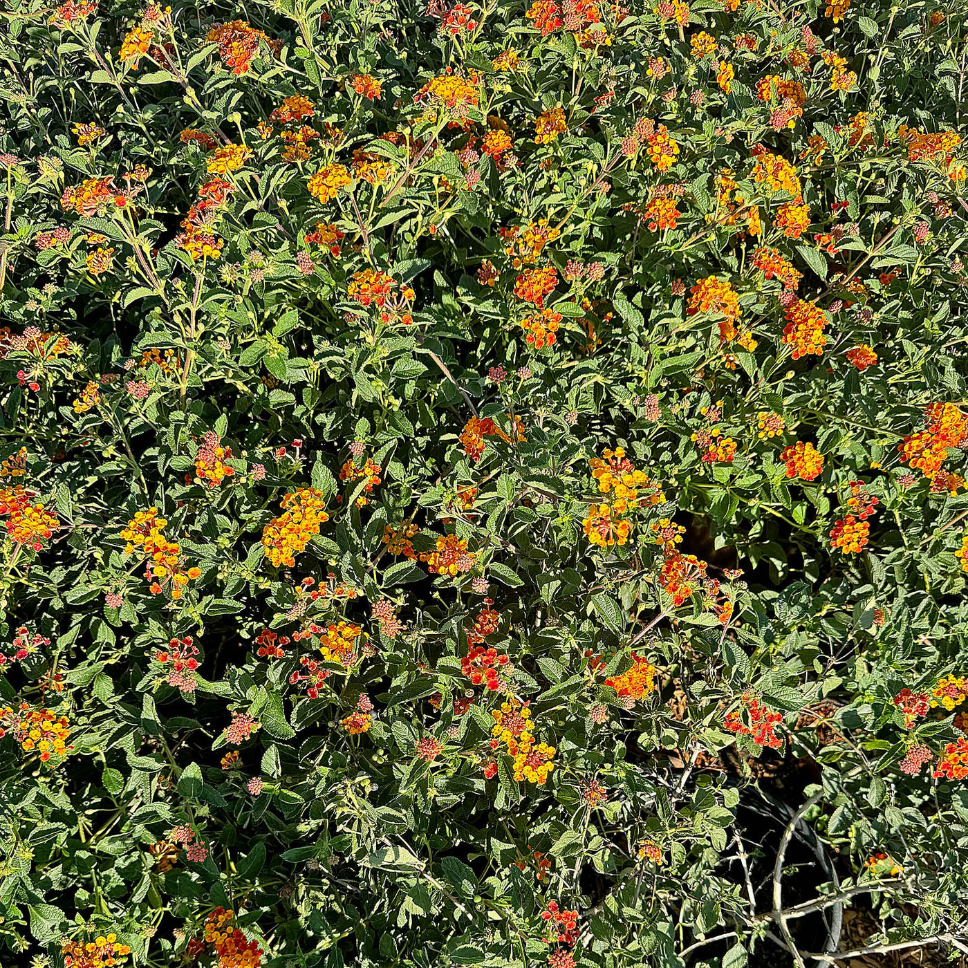 Shop ‘Lantana Radiation Plant’ Care & Growing Guide | Planet Desert