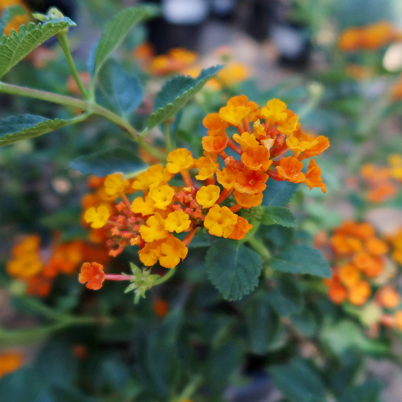 Shop ‘Lantana Radiation Plant’ Care & Growing Guide | Planet Desert