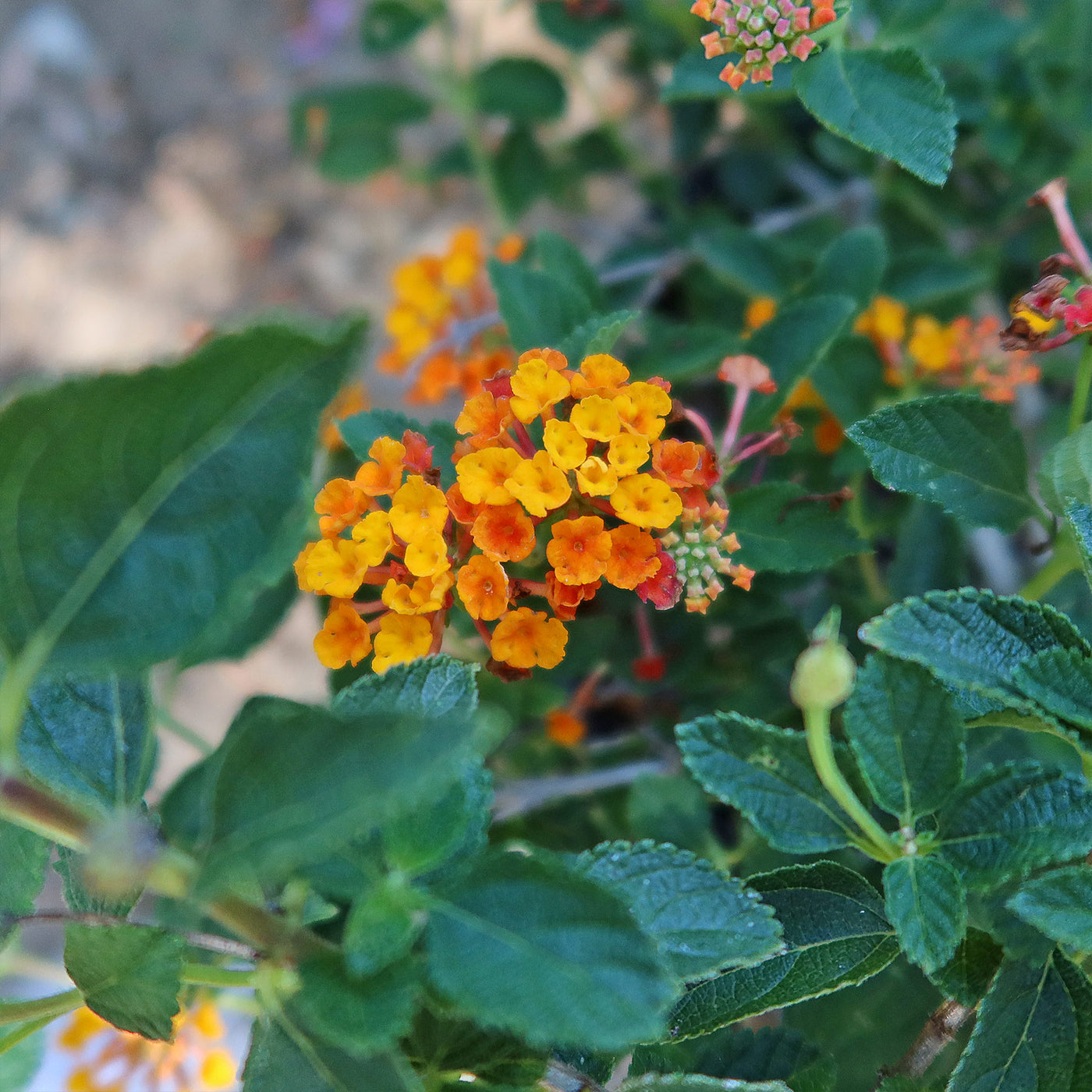 Shop ‘Lantana Radiation Plant’ Care & Growing Guide | Planet Desert