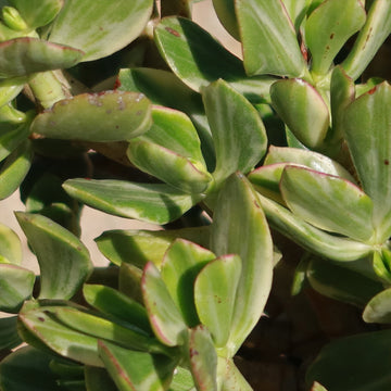 Variegated Jade Plant 'Crassula ovata Variegata' - Fast Delivery ...
