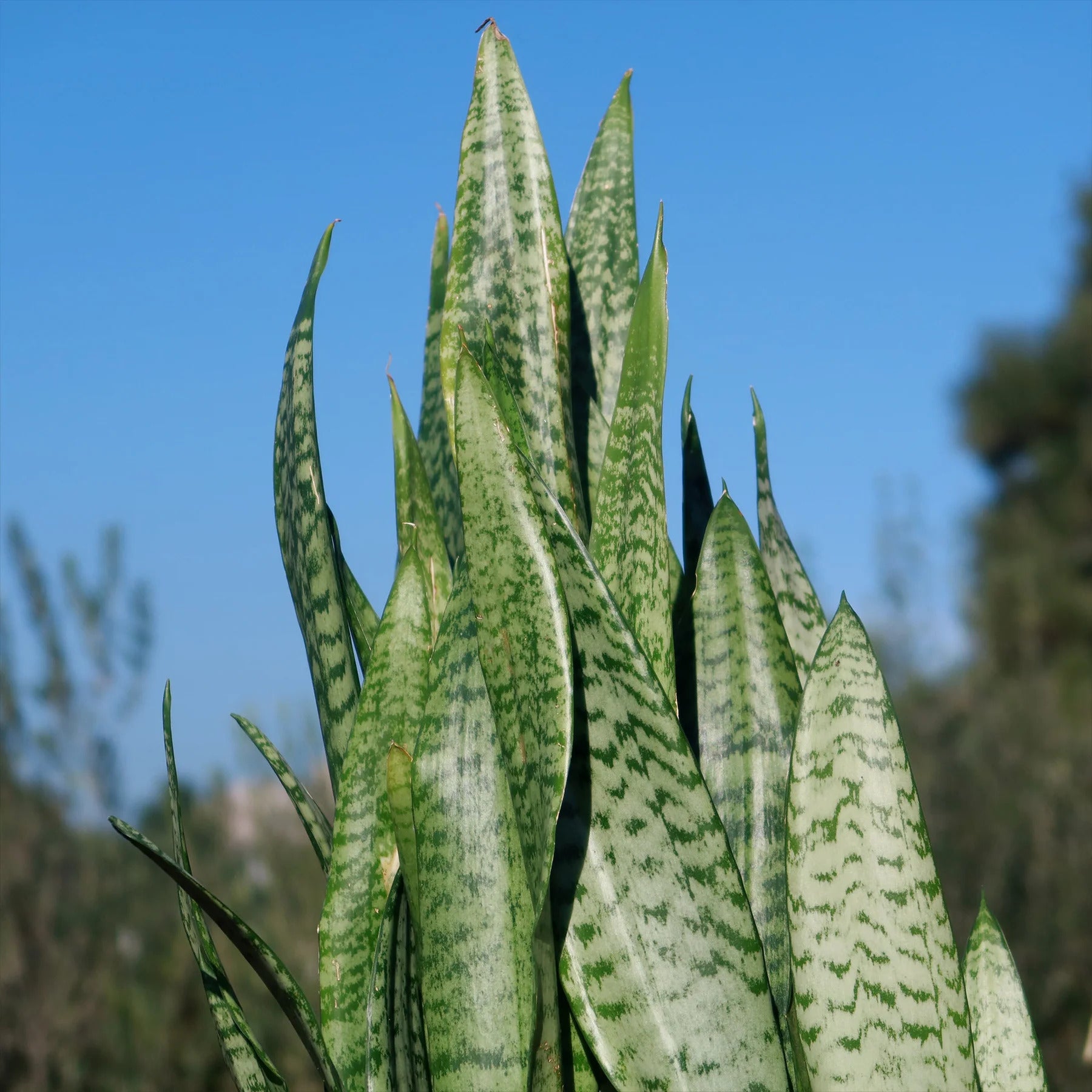 Shop 7 Types of Snake Plants 'Sansevieria' - Planet Desert