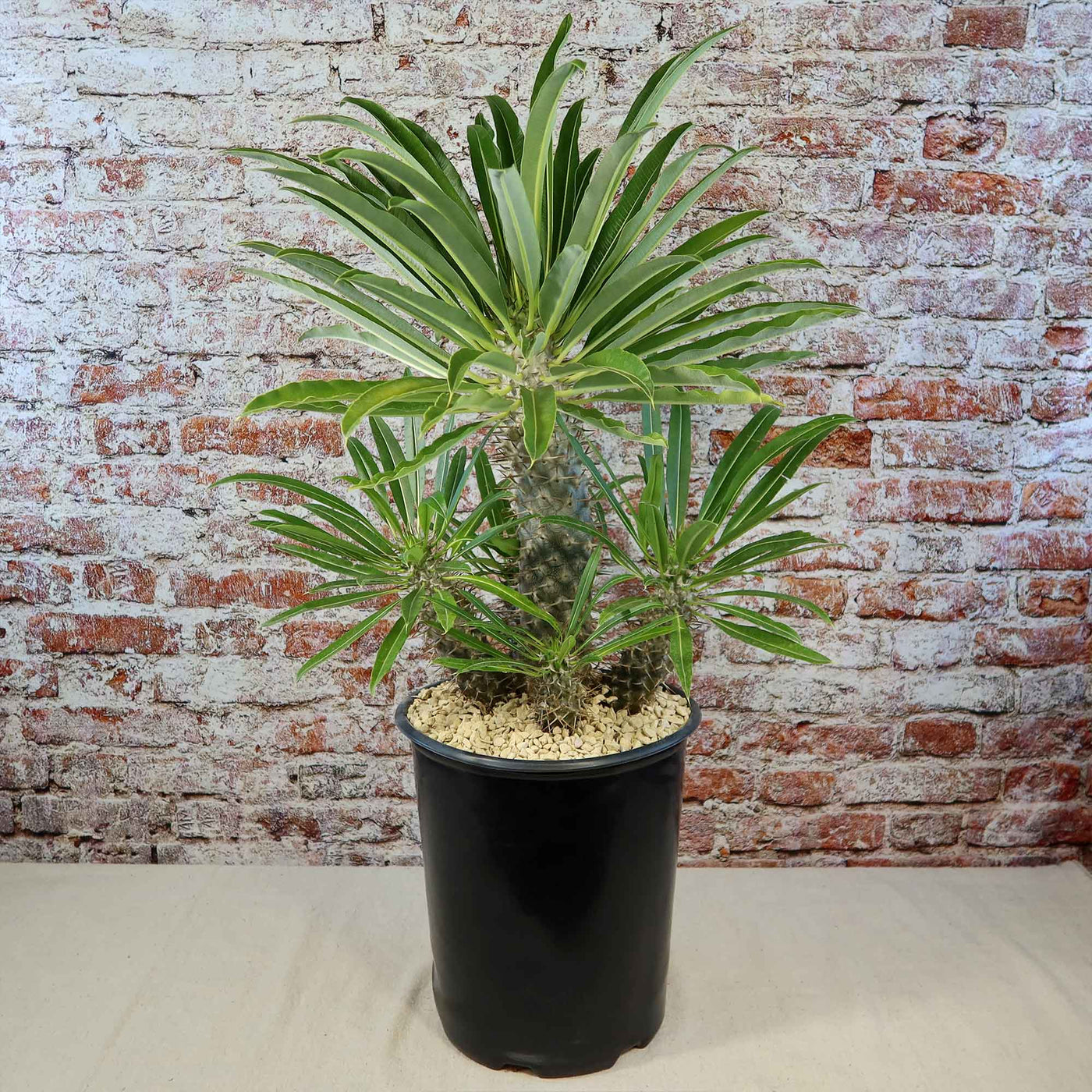 Shop ‘Multi Branch Madagascar Palm – Pachypodium lamerei’ Care & Info ...