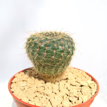 Notocactus apricus – Planet Desert