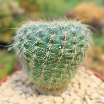 Notocactus apricus – Planet Desert