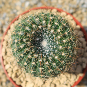 Notocactus apricus – Planet Desert