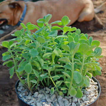 Shop 'Vicks Plant - Plectranthus tomentosa' Care and Growing Guide ...
