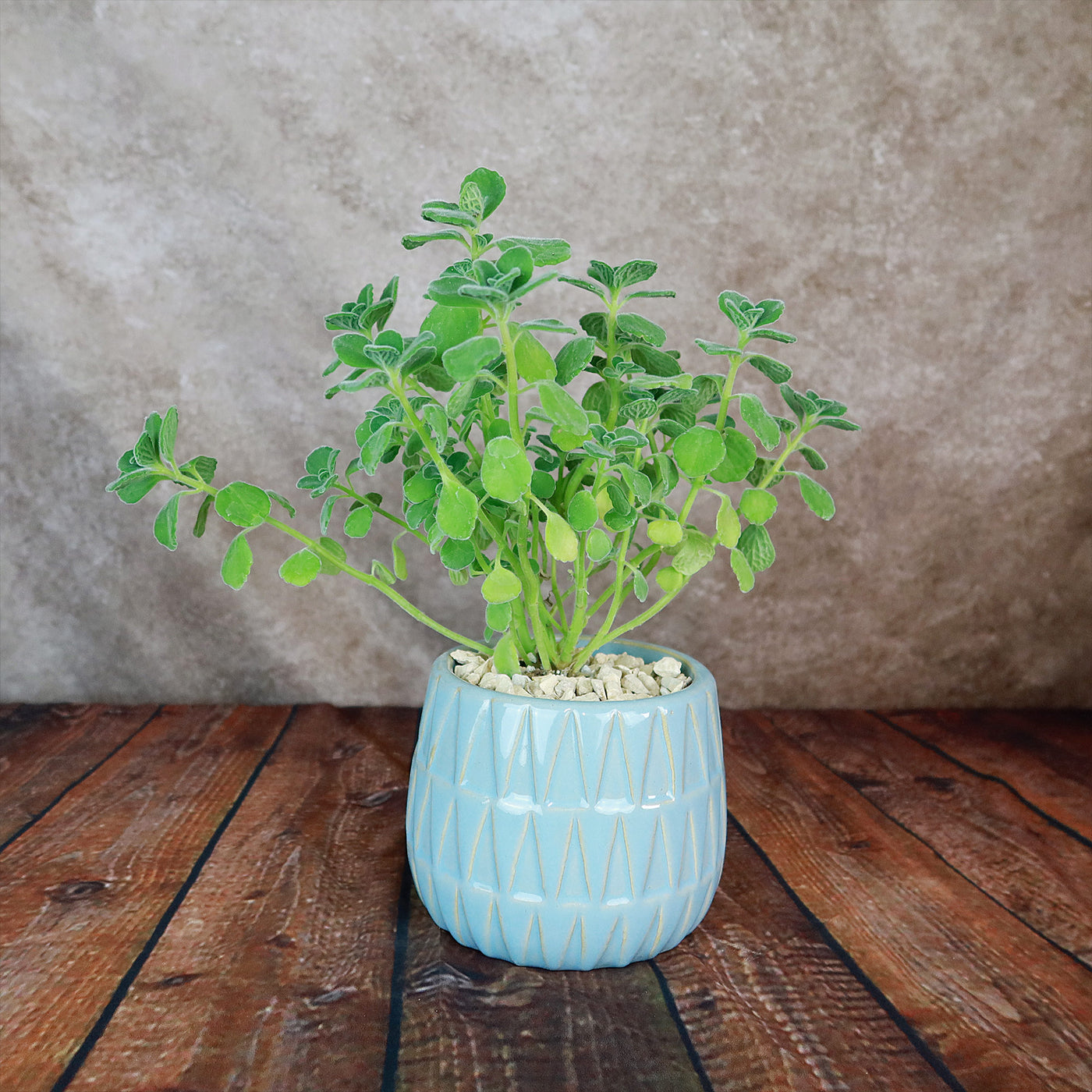 Triangular Print Reactive Glazed Pot – Planet Desert