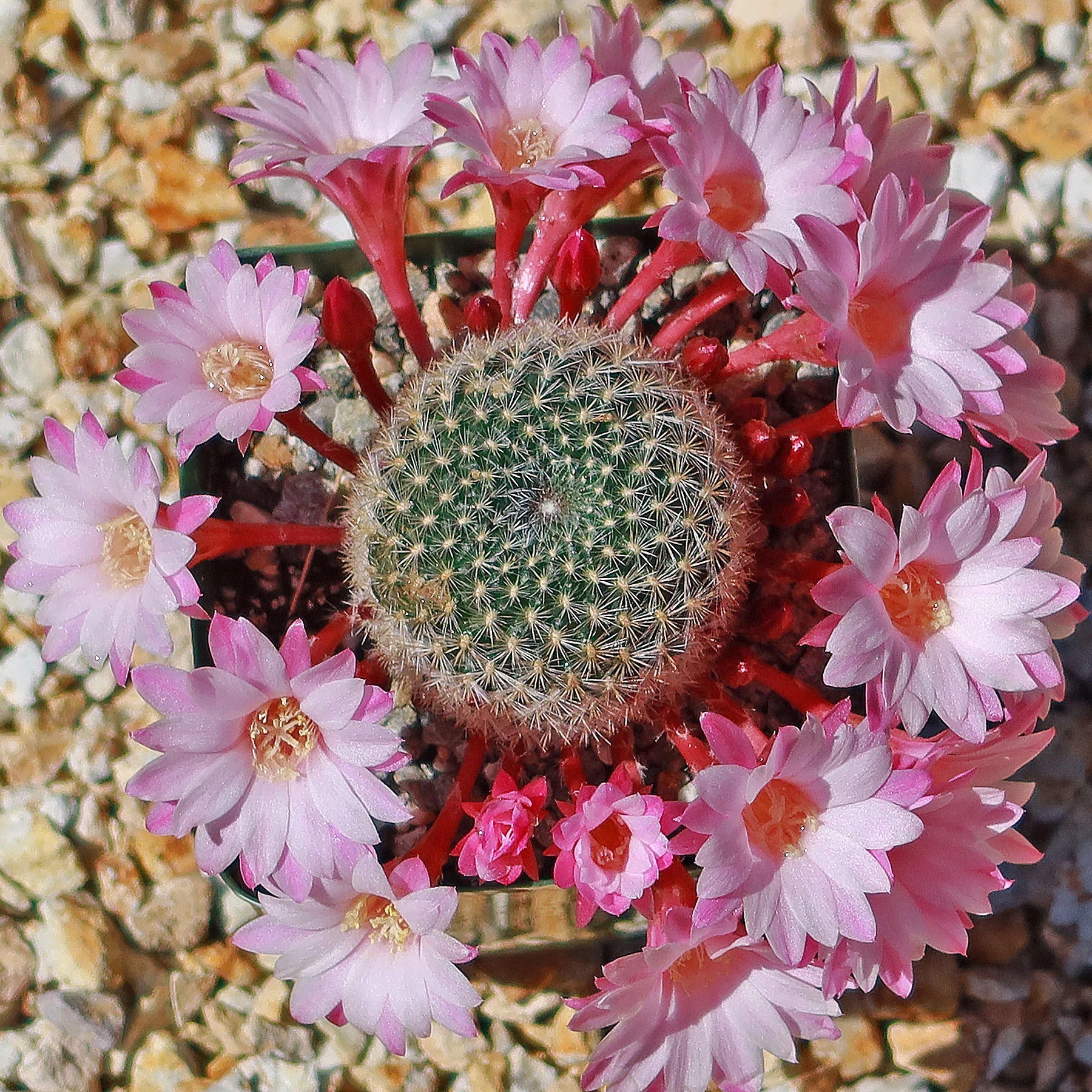 Shop 30 Types 'Rebutia Crown Cactus' for Sale | Planet Desert