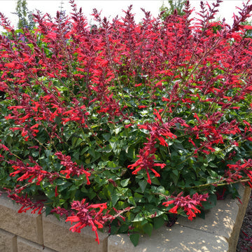 Shop Red Salvia ‘Roman red’ Care & Growing Guide | Planet Desert