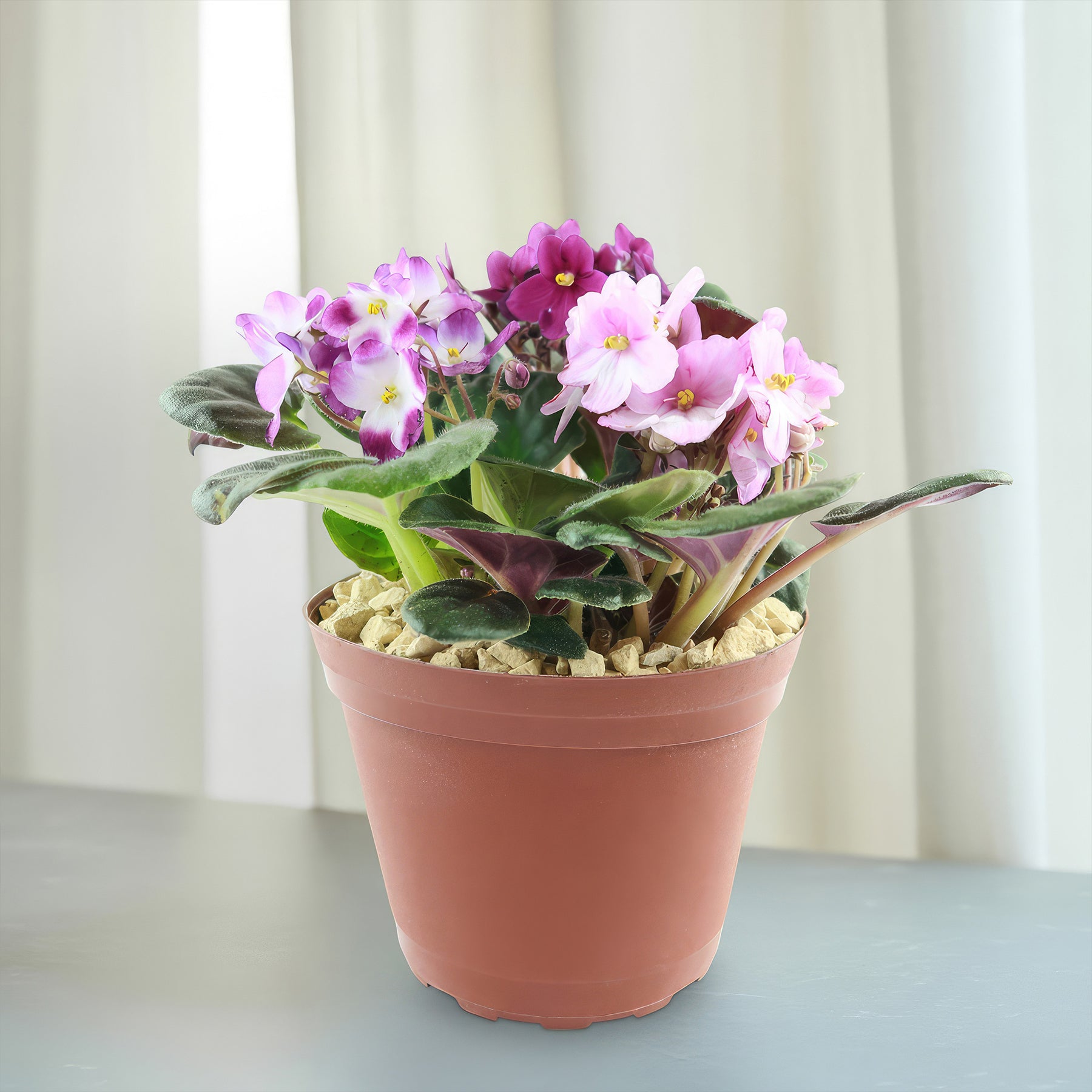 Shop ‘African violet Tri colors Bloom Mix’ Care & Info | Planet Desert