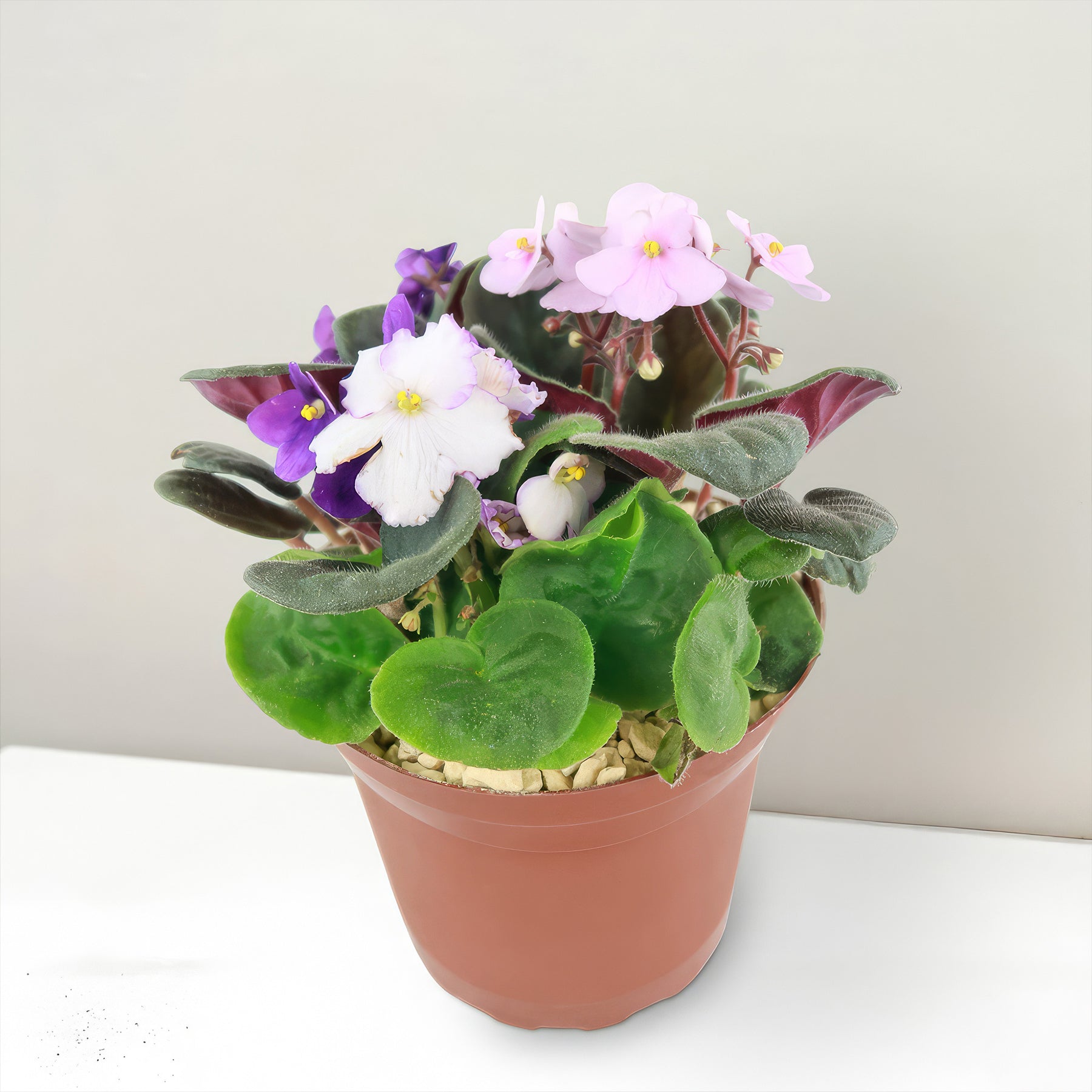 Shop ‘African violet Tri colors Bloom Mix’ Care & Info | Planet Desert