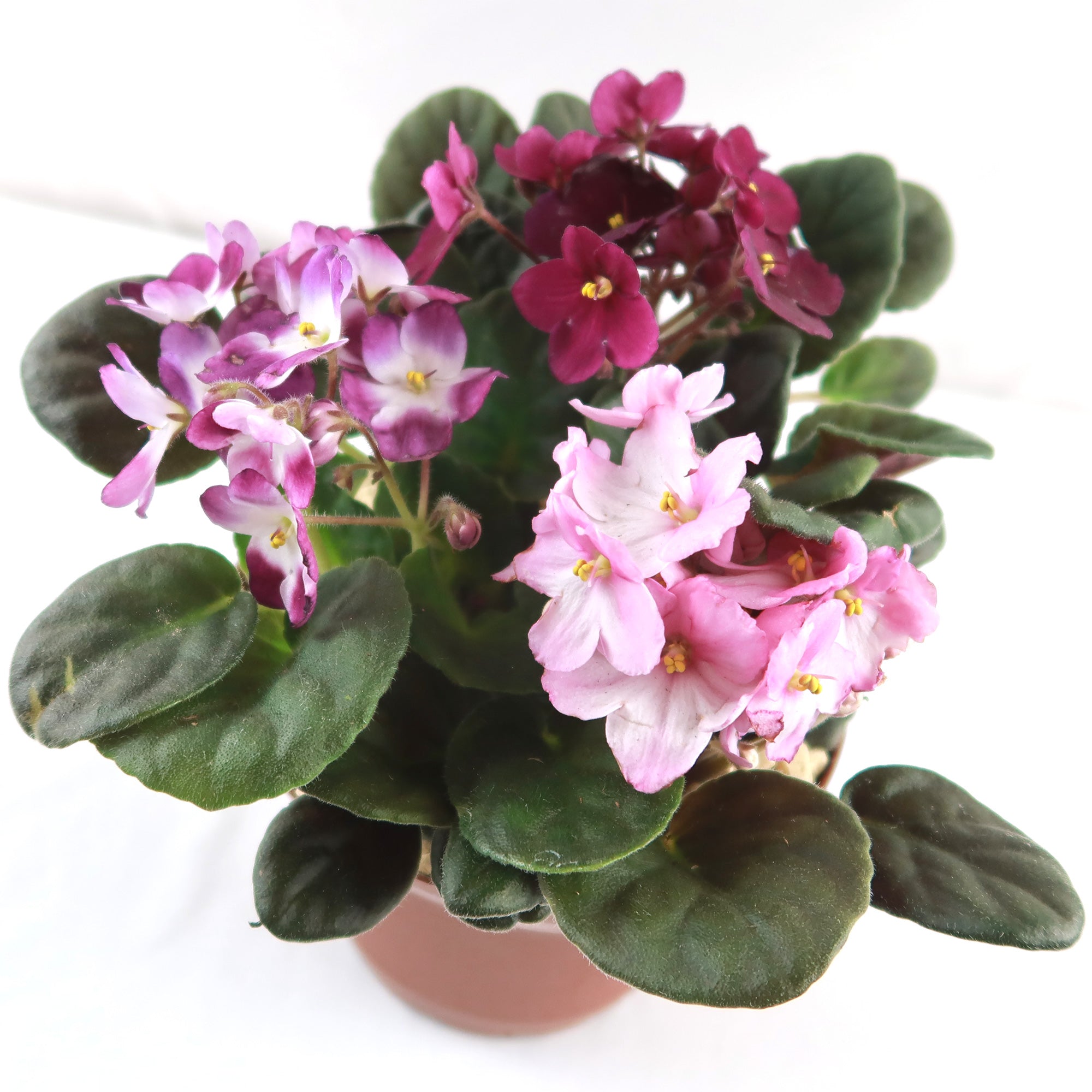Shop ‘African violet Tri colors Bloom Mix’ Care & Info | Planet Desert