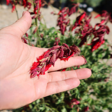 Shop Red Salvia ‘Roman red’ Care & Growing Guide | Planet Desert