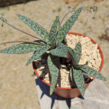 Grab Scilla violacea Silver Squill Plant | Best-Quality | Planet Desert