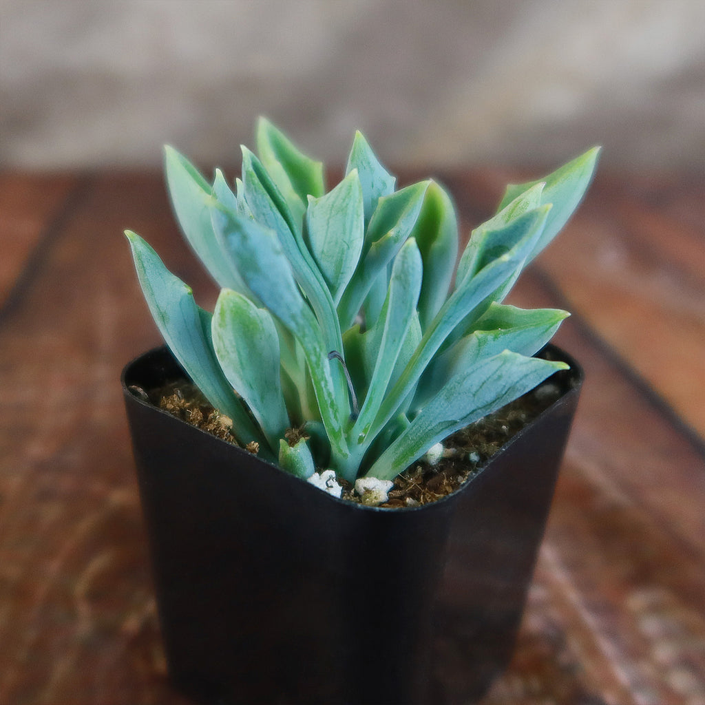 Shop ‘Senecio kleiniiformis Succulent Plant’ Care and Info | Planet Desert