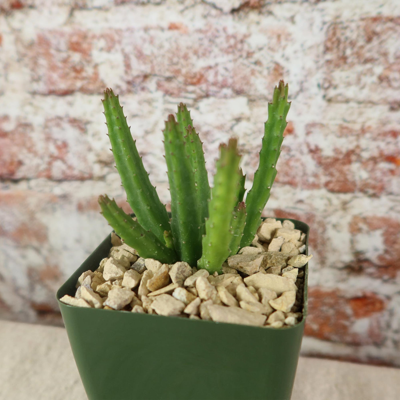 Buy Stapelia Scitula | Small Succulent Plant | Planet Desert