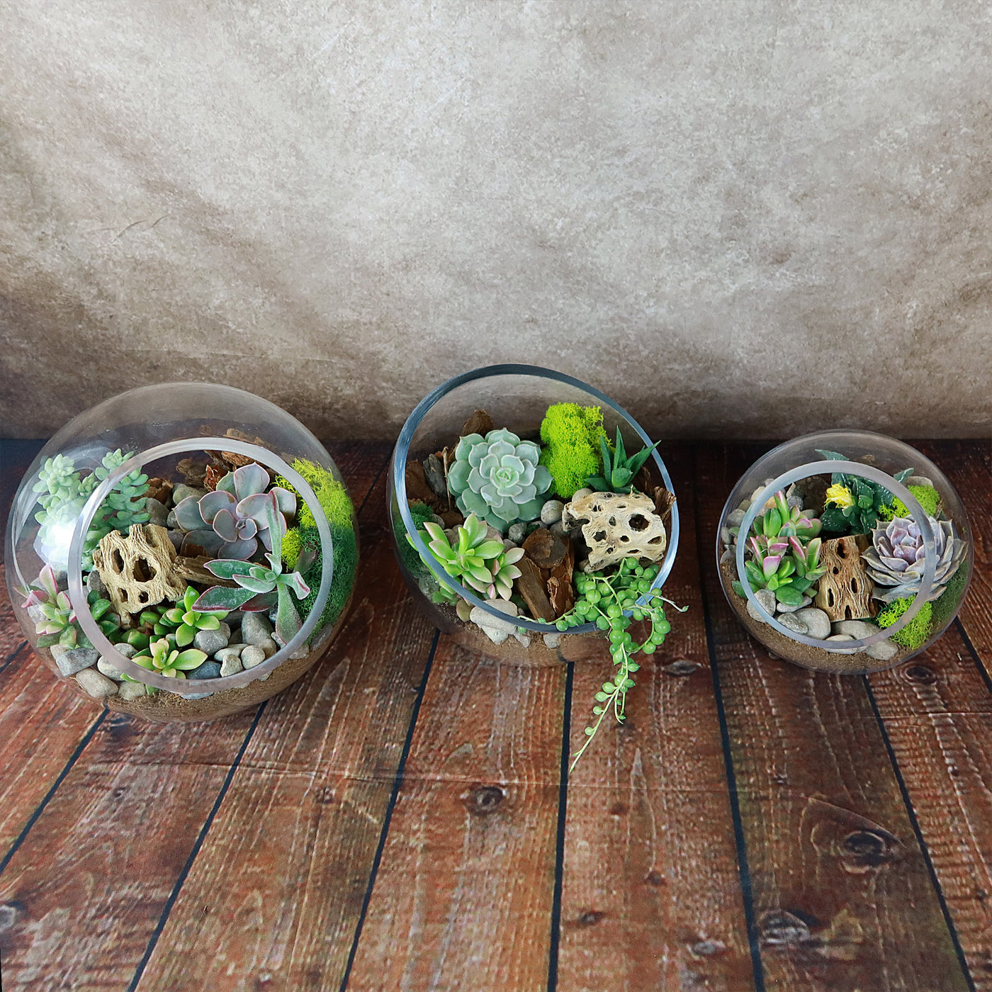 Glass Terrarium With 3 live Plants DIY Kit- Full Moon Glass Small ...