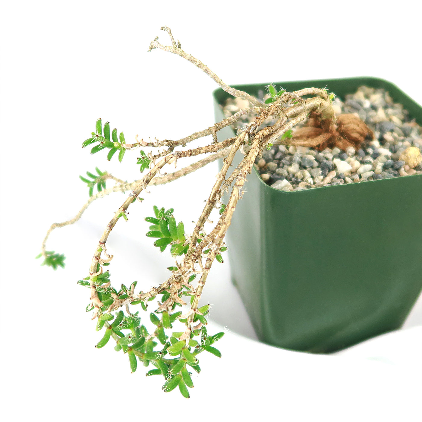 Buy Trichodiadema Bulbosum | Caudiciform Succulent | Planet Desert