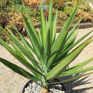 Shop ‘Spineless Yucca elephantipes’ Care and Growing Guide | Planet Desert