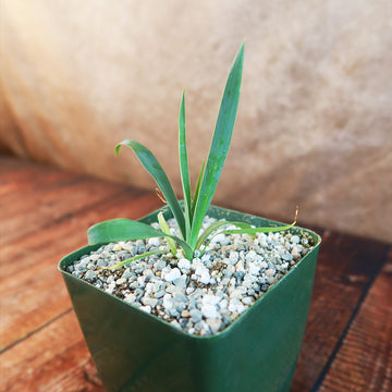 Shop 'Yucca linearifolia - Linear Leaf Yucca' Care and Growing Guide ...