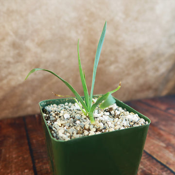 Shop 'Yucca linearifolia - Linear Leaf Yucca' Care and Growing Guide ...