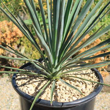 Shop’ Yucca Blue Sentry’ Care and Growing Guide | Planet Desert