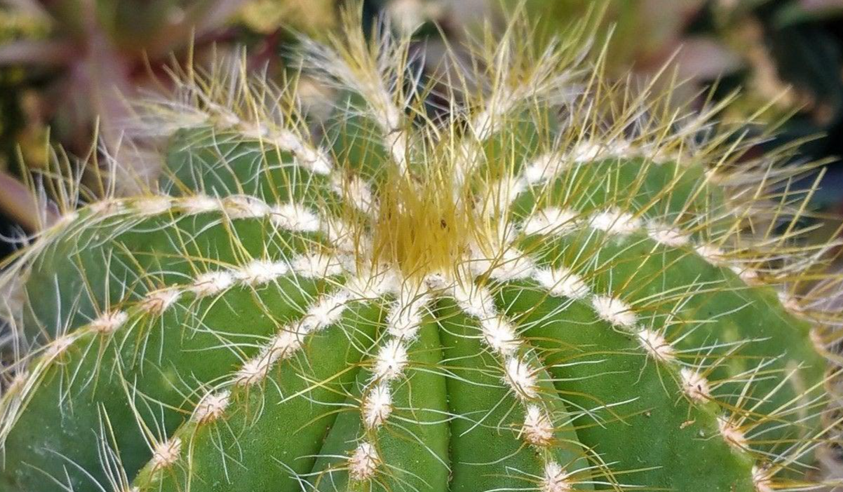 Buy 'Parodia Cactus' Plants for Sale - Planet Desert