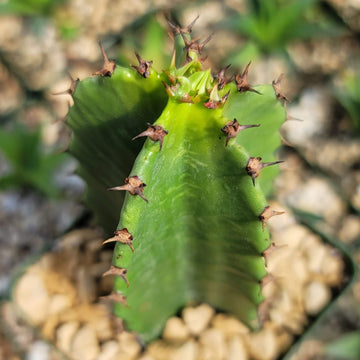 Euphorbia ingens 'Chocolate Drop' Info - Shop Online at Planet Desert