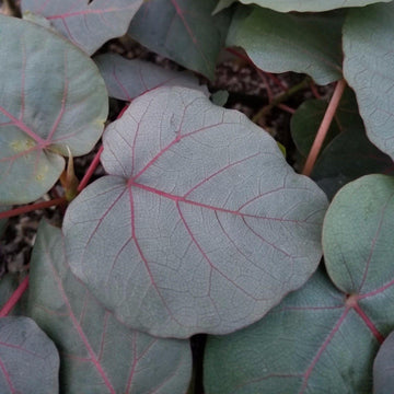 Rock Fig 'Ficus petiolaris' - Shop Online at Planet Desert
