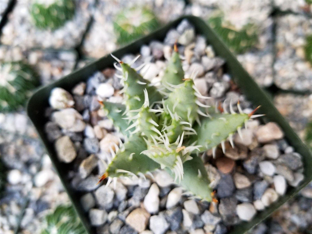 Must-Have Aloe Erinacea Succulent | Buy Plants Online | Planet Desert