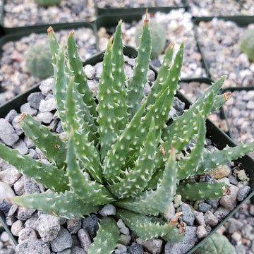 Purchase the low-growing Aloe Humilis | Spider Aloe | Planet Desert