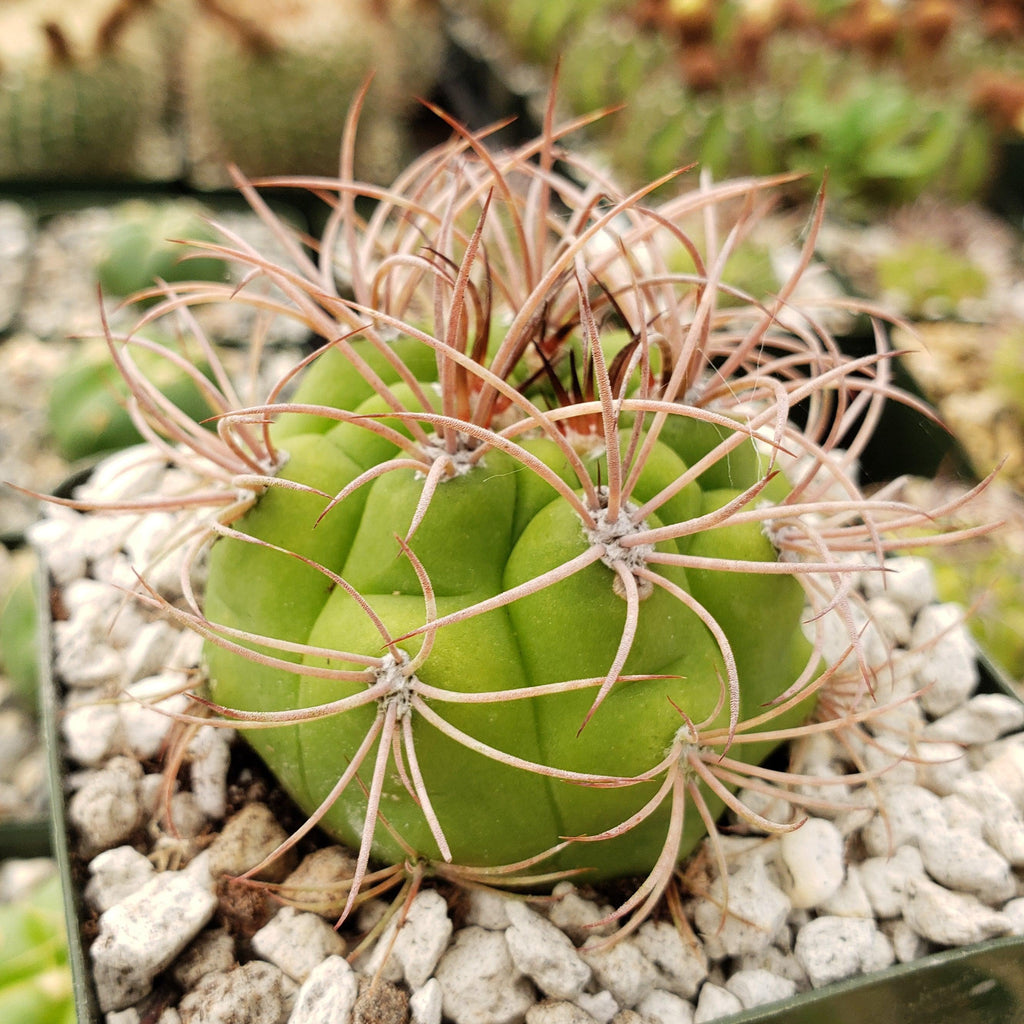 Gymnocalycium Saglionis Trio Barrel Cactus | Planet Desert