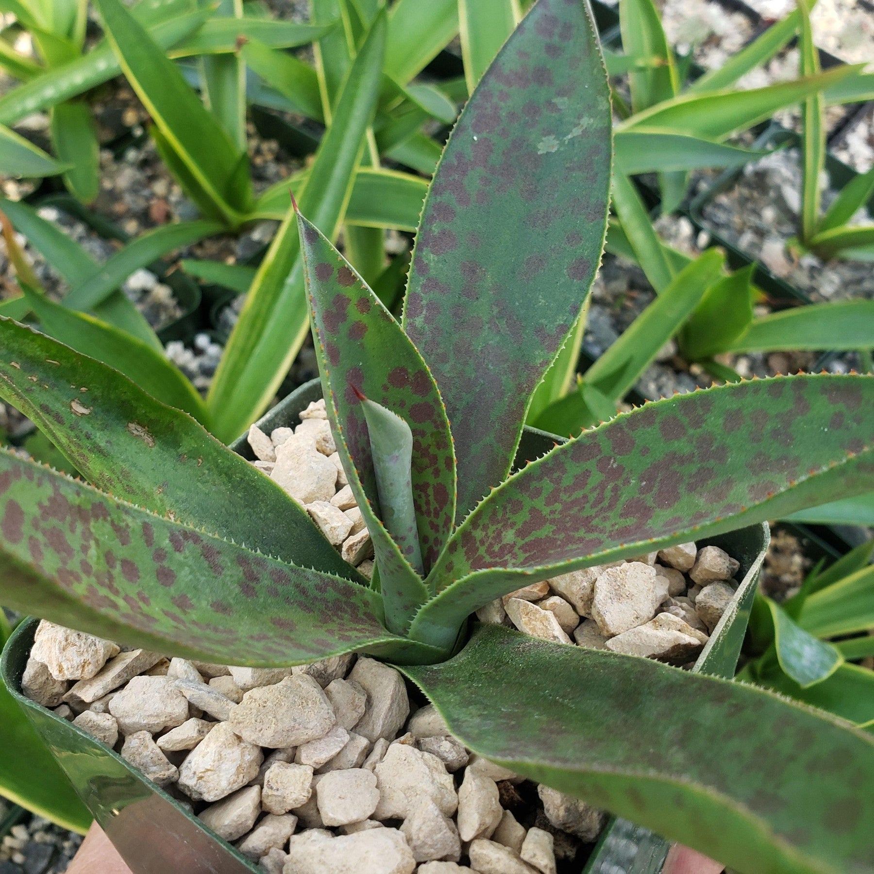 Rare Hybrid Mangave Aztec King Succulent | Planet Desert