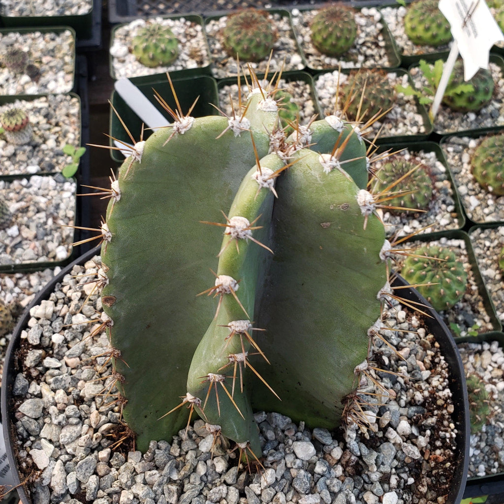 Cereus peruvianus spiralis twist Info - Shop at Planet Desert