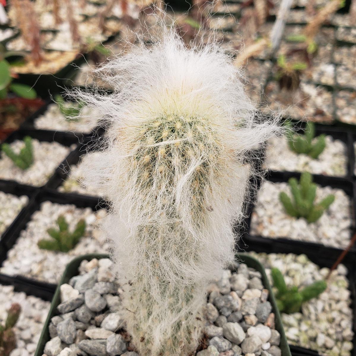 Espostoa lanata peruvian old man – Planet Desert
