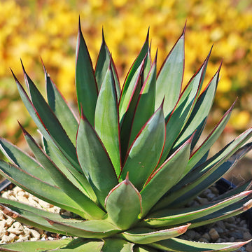 Shop 'Agave Blue Glow' - Care and Growing Guide | Planet Desert