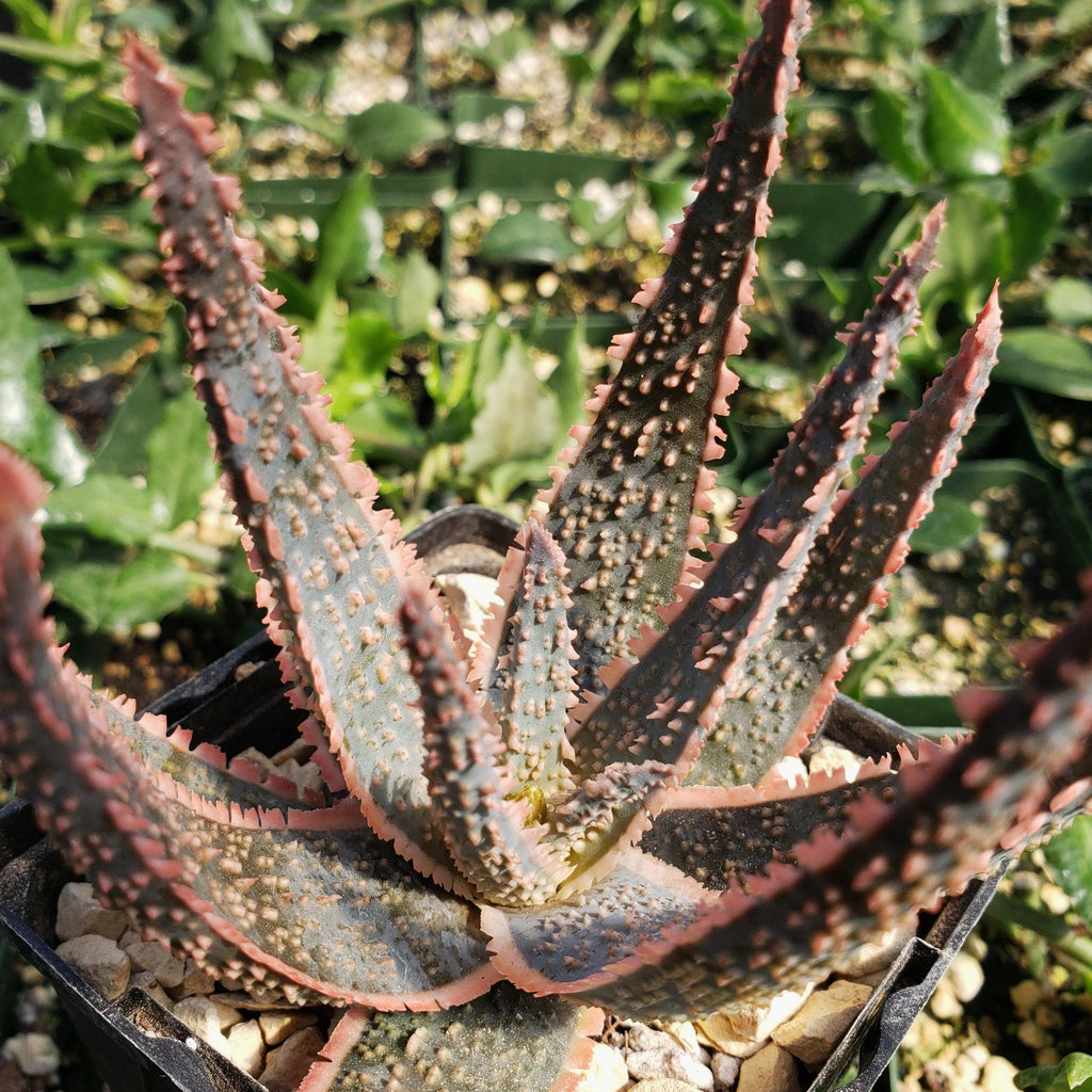 Must-Have Aloe ‘Purple Haze’ Succulent | Shop Online |Planet Desert