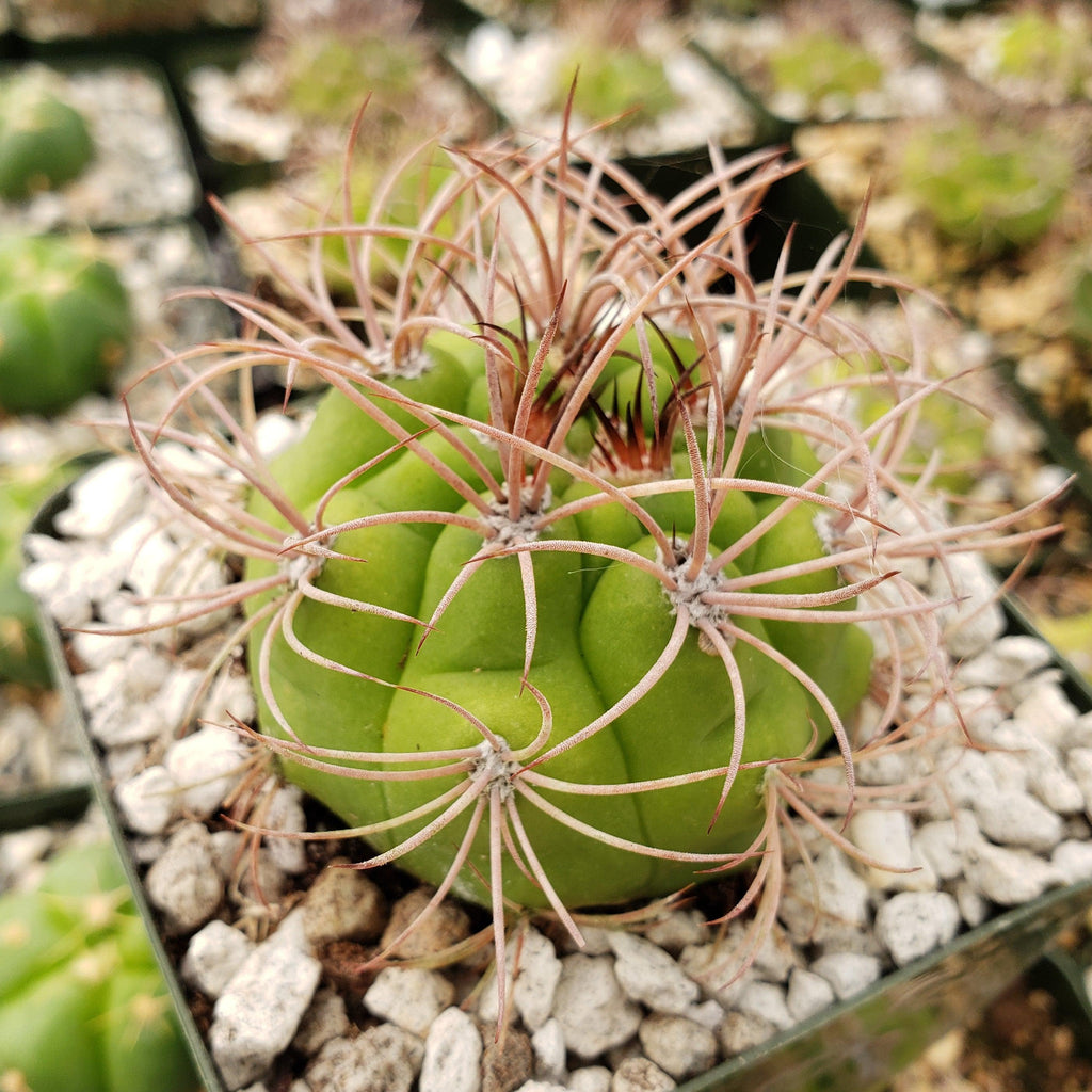 Gymnocalycium Saglionis Trio Barrel Cactus | Planet Desert